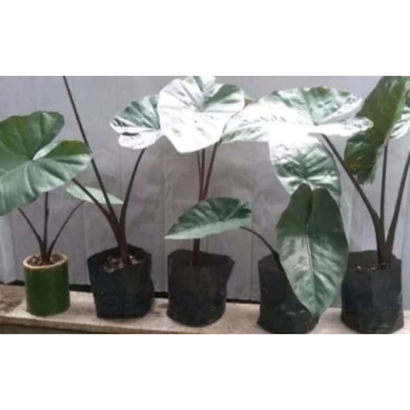 Jual tanaman hias sente hitam kompong hitam keladi hitam ...