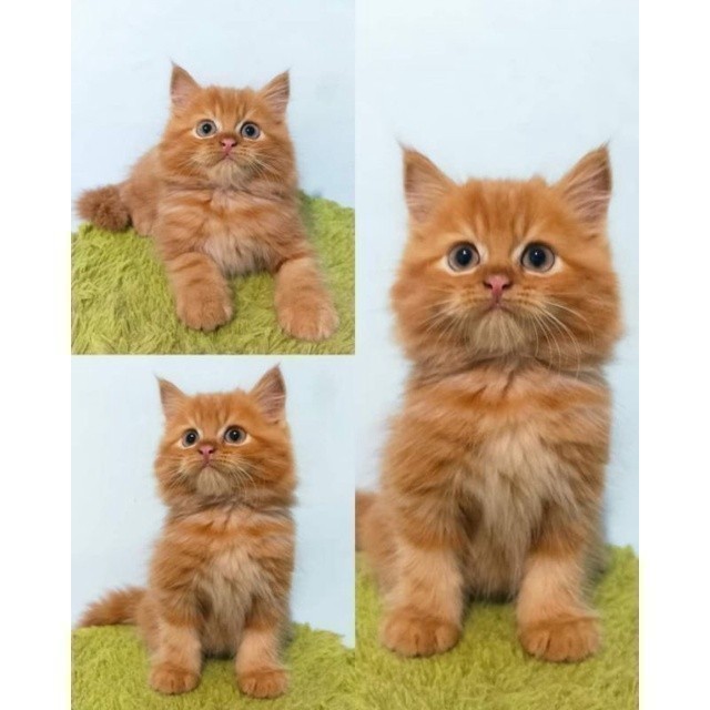 Jual Kucing Persia anggora khusus oren/hitam | Shopee Indonesia