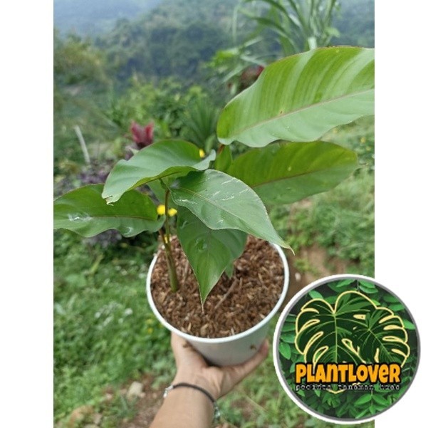 Jual Promo Tanaman Hias Calathea Pisang Bali Bunga Merah Pisang