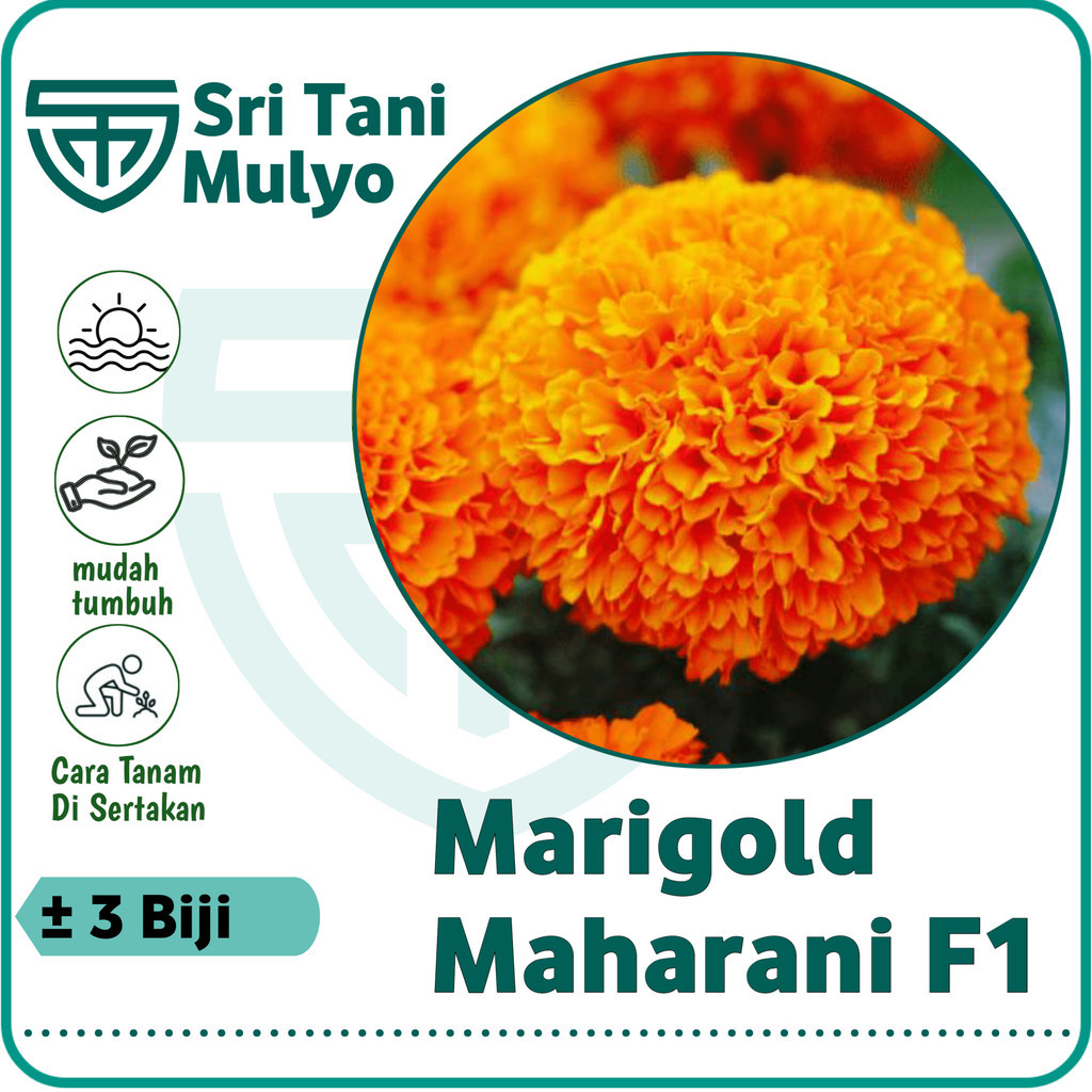 Jual 3 Biji - Benih Bunga MARIGOLD MAHARANI F1 ORANGE - CAP PANAH MERAH ...
