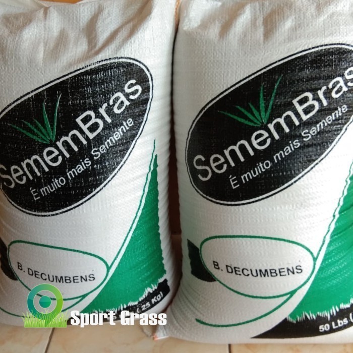 Jual Benih Rumput Brachiaria Decumbens Signal Grass ( Rumput Bede ) 20 ...