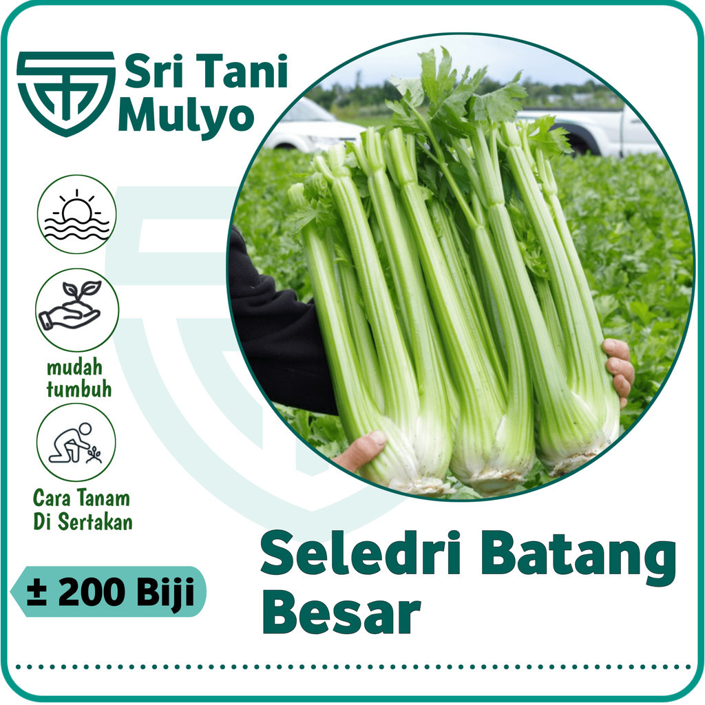 Jual 200 Biji - Benih Seledri Batang Besar TALL UTAH - Seledri Untuk ...