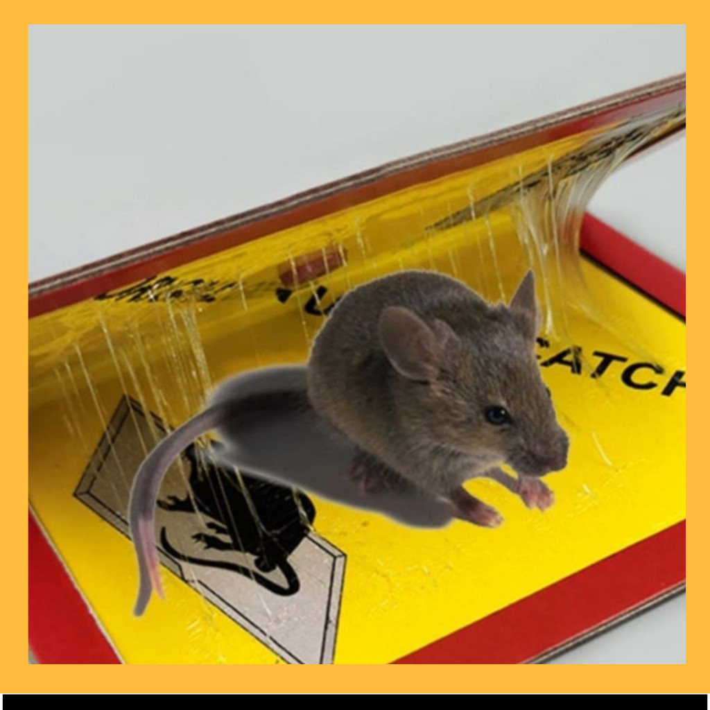 Jual Cap Badak Lem Tikus Papan Buku Perangkap Jebakan Anti Tikus ...