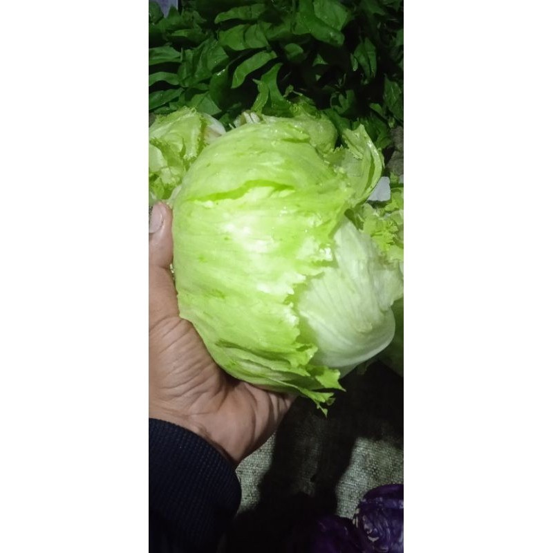 Jual head lettuce 1kg | Shopee Indonesia