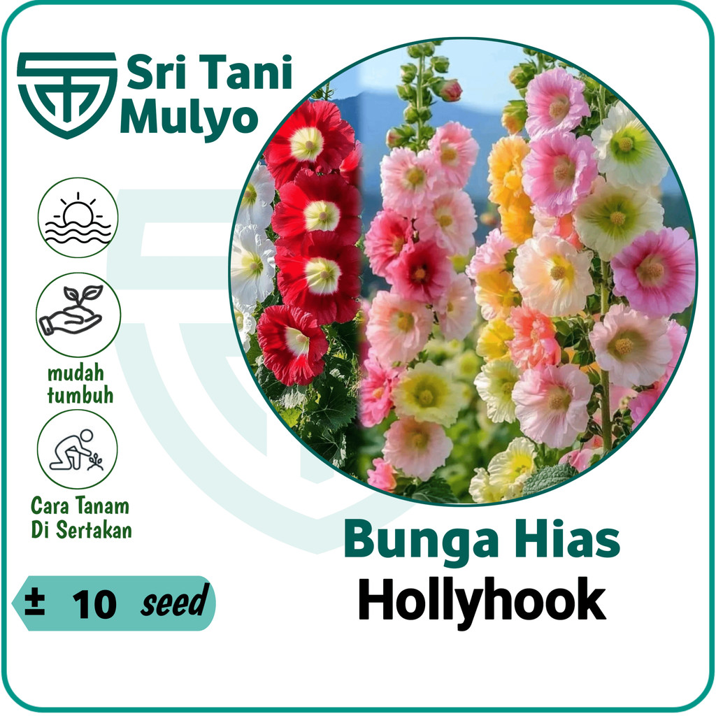 Jual 10 Benih Bunga Hias HOLLYHOCK DOUBLE Biji Bunga IMPORT - Sri Tani ...