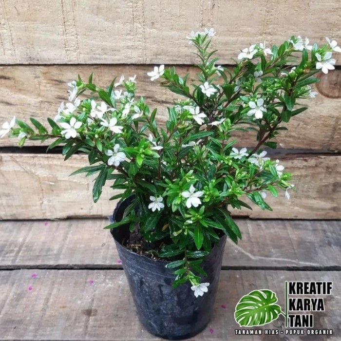 Jual Tanaman hias taiwan beauty bunga putih - Taiwan beauty putih ...