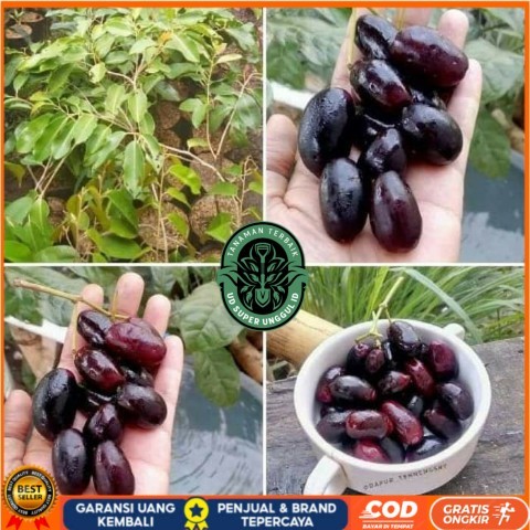 Jual BIBIT BUAH JUWET HITAM/ JAMBLANG ASLI Bibit Tanaman valid UD SUPER ...
