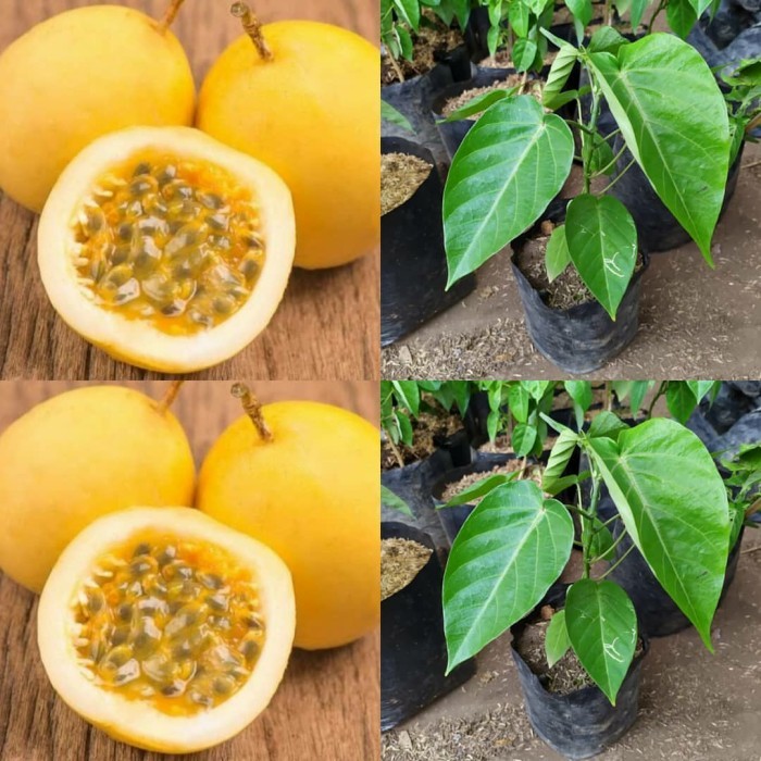 Jual bibit tanaman buah markisa manis | Shopee Indonesia