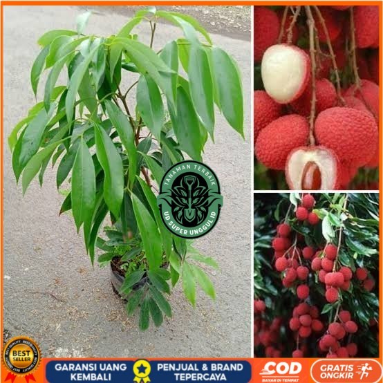 Jual Bibit Buah Leci Merah Super Asli Bibit Tanaman valid UD SUPER ...