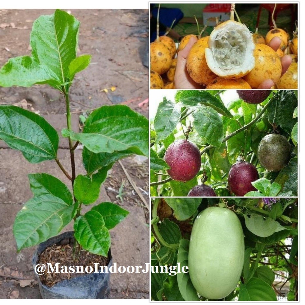 Jual Bibit Tanaman Buah Markisa Giant / Konyal / Ungu | Shopee Indonesia