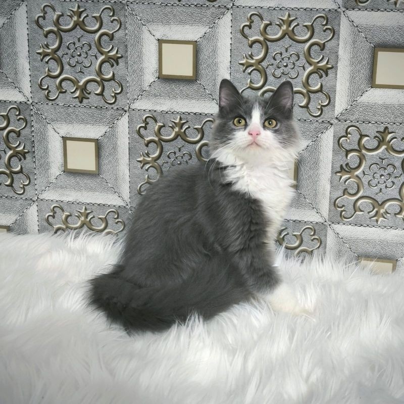 Jual Kucing Persia Anggora Himalaya Ragdoll Kitten | Shopee Indonesia