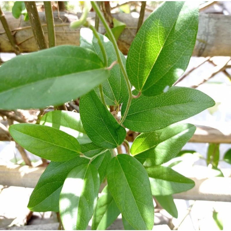 Jual Daun cincau hijau rambat / cincau jelly | Shopee Indonesia