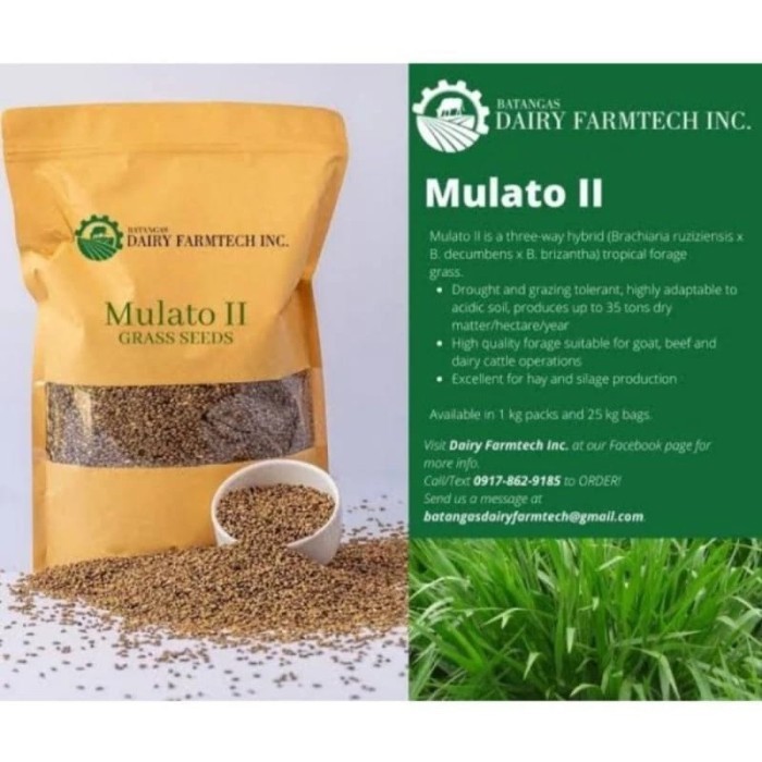 Jual Mullato || Grass seed 1Kg (BRACHIARIA RUZIZIENSIS)-Benih Rumput ...