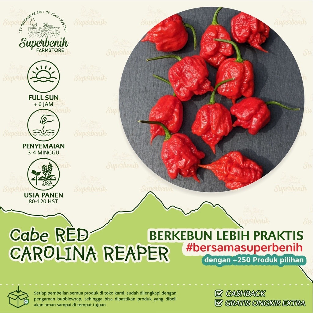 Jual Benih Cabe RED CAROLINA REAPER, jenis cabe terpedas di dunia ...