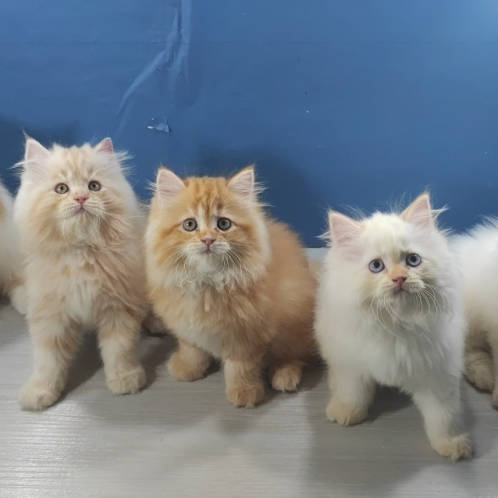 Jual Kucing Kitten Persia Super Long Hair Jantan Betina | Shopee Indonesia