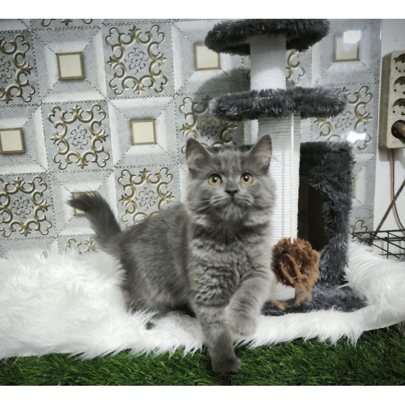 Jual Kucing Persia Anggora Himalaya Ragdoll Kitten | Shopee Indonesia