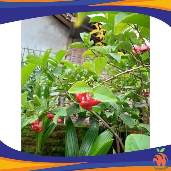 Jual Bibit Jambu Benik/Jambu Kancing (BERBUAH cepat) | Shopee Indonesia