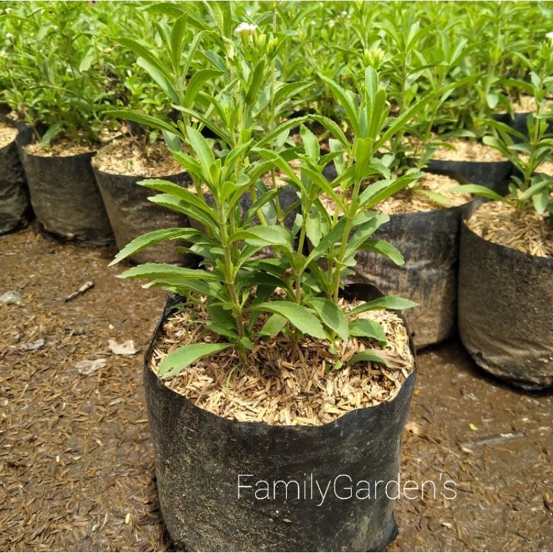Jual Tanaman Stevia Daun Manis ( Pengganti Gula ) | Shopee Indonesia