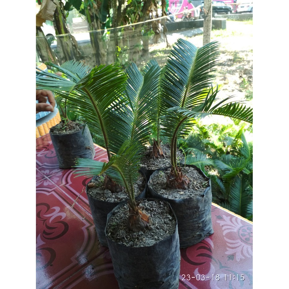 Jual Tanaman Hias Palem Sikas - Mawar Jambe | Shopee Indonesia