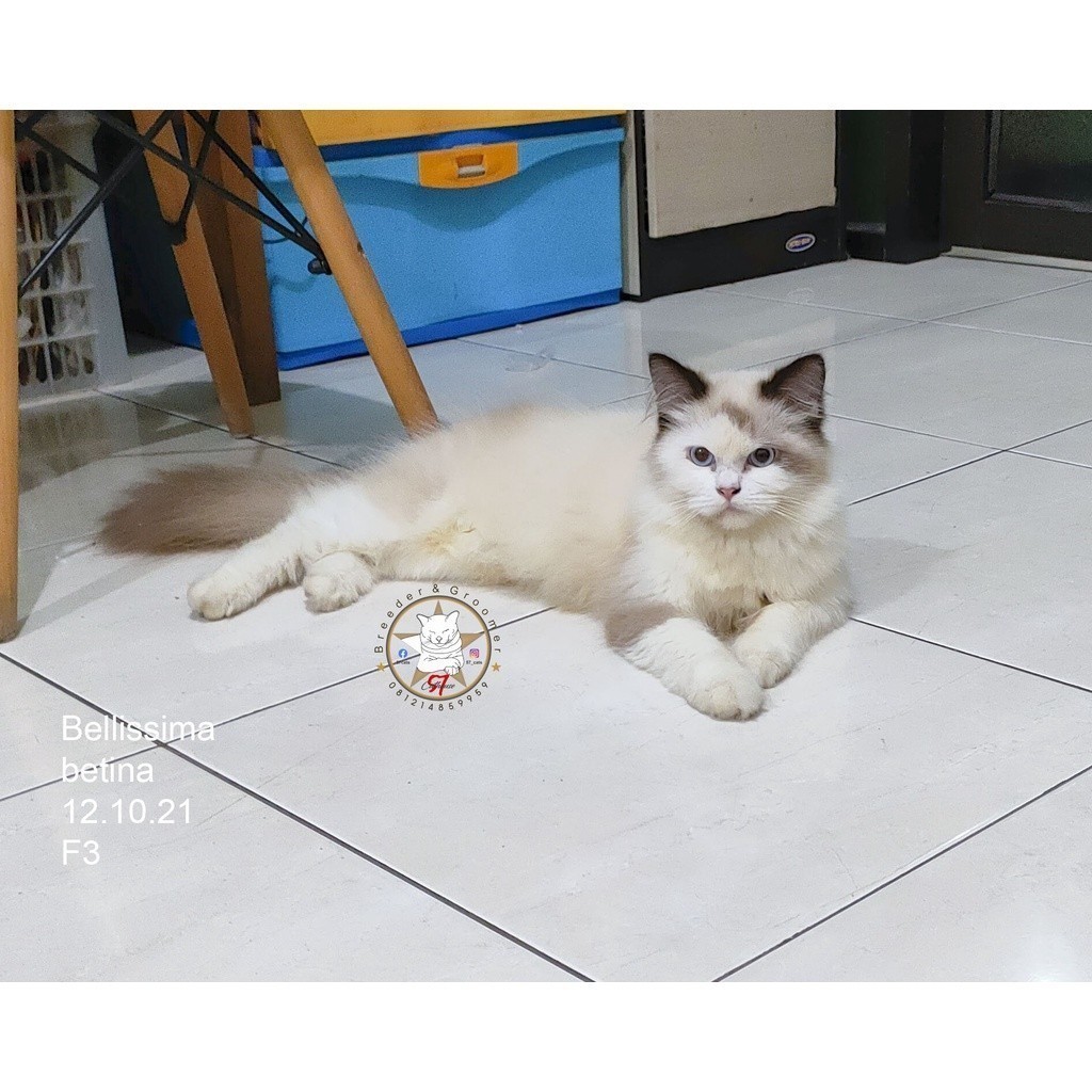 Jual kucing angora, persia, bsh, maincoon, ragdoll bicolor | Shopee ...