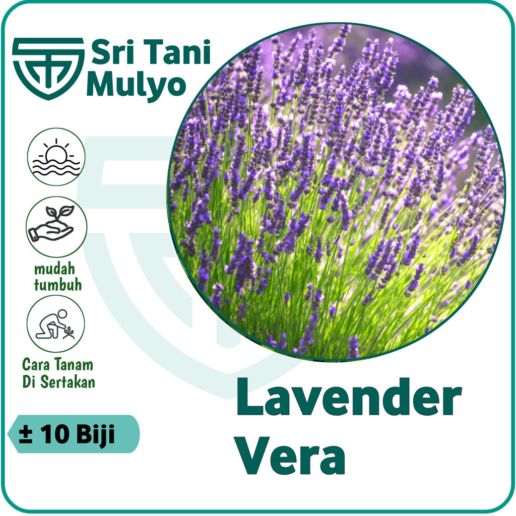 Jual 10 Biji - Benih Lavender Vera English Bibit Bunga Herb Lavender ...