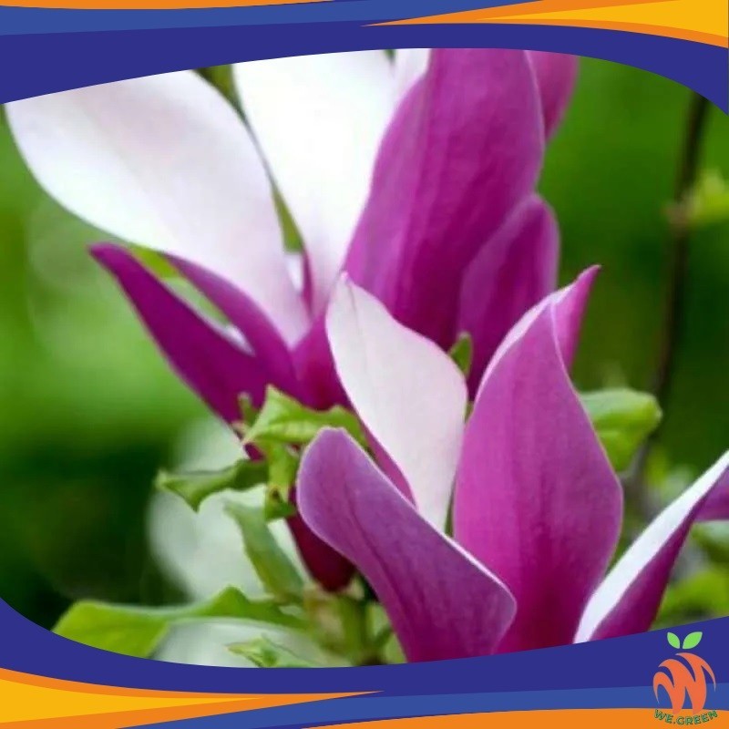 Jual Bunga Kantil Ungu (ASLI, Unik dan Langka) | Shopee Indonesia