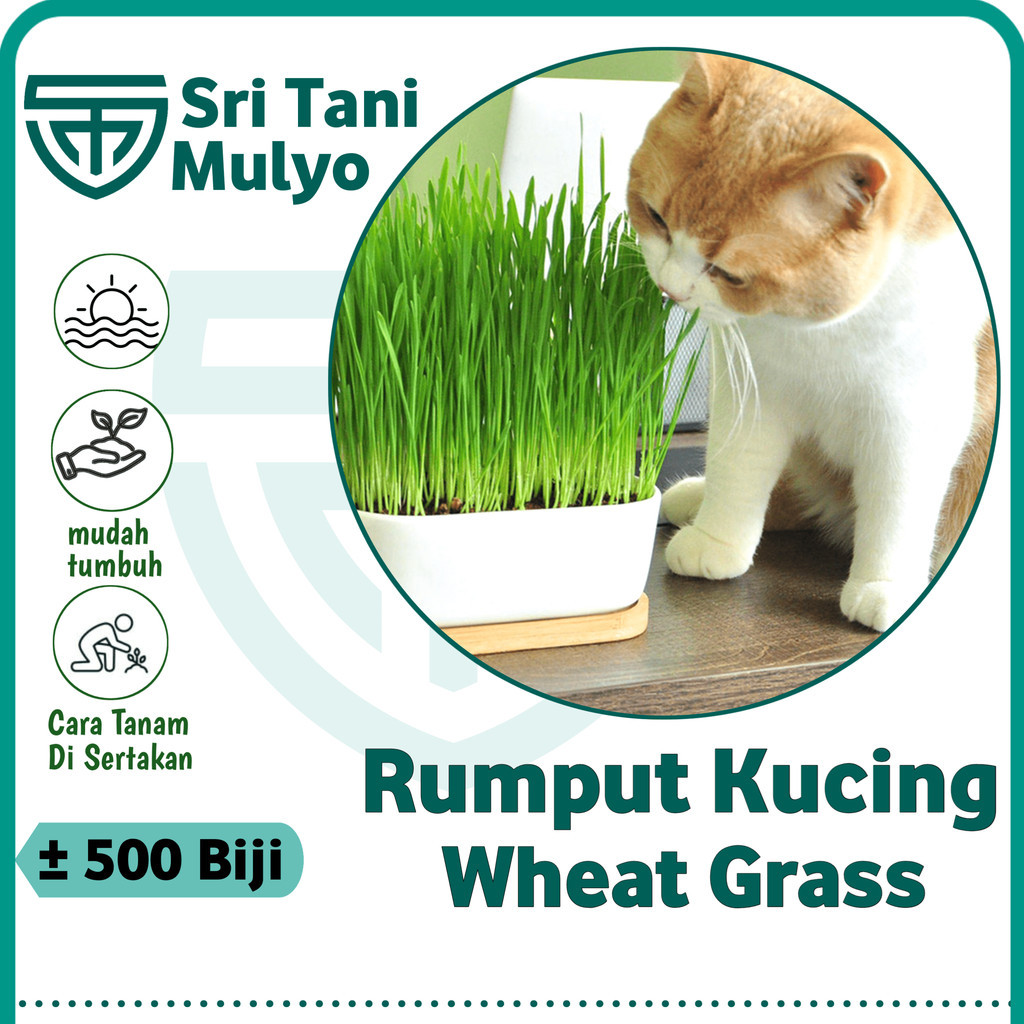Jual 500 Benih WHEATGRASS Rumput Kucing BIBIT WHEAT GRASS MICROGREEN ...