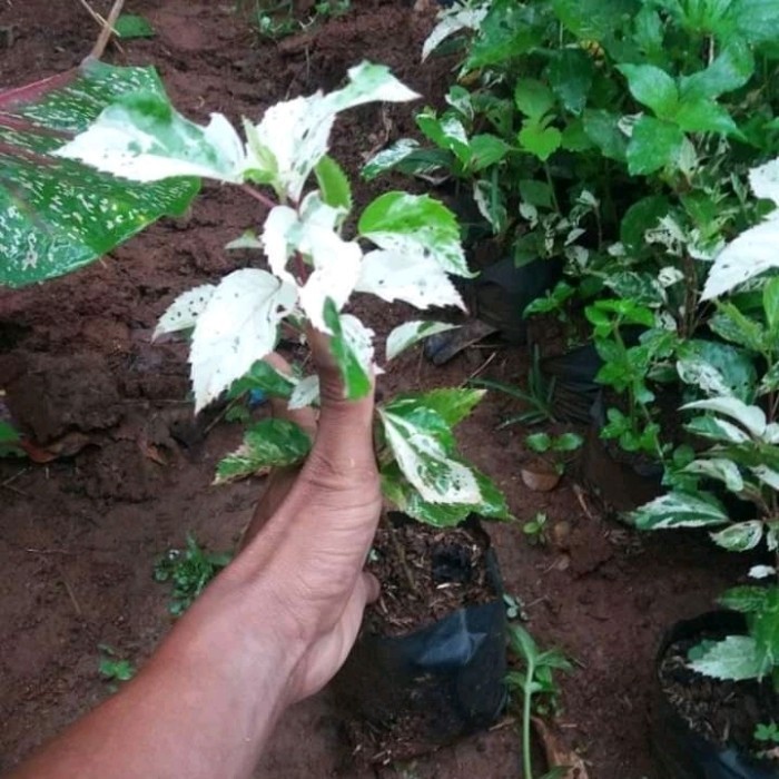 Jual tanaman hias bunga kembang sepatu varigata | Shopee Indonesia