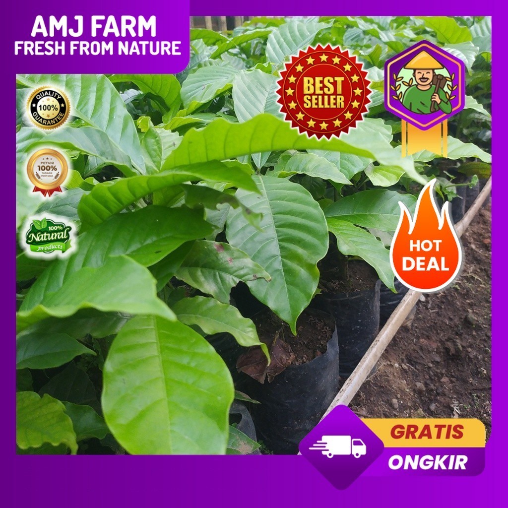 Jual Bibit Kopi Robusta Unggul BP 308 Metode Stek Akar Banyak Tanam Polyback | Shopee Indonesia