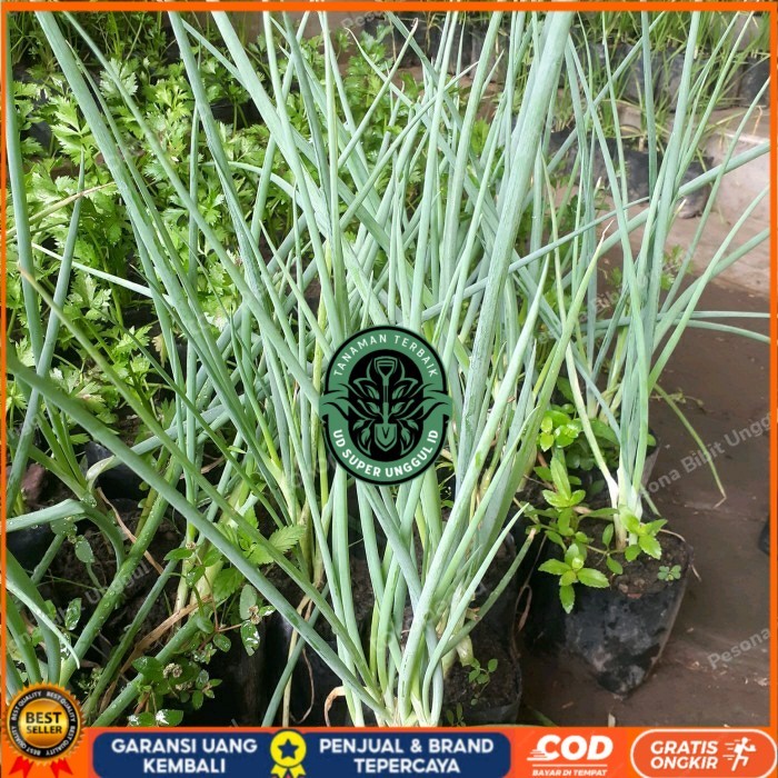 Jual Bibit Tanaman Daun Bawang Prei Sayur/ Daun Bawang Bakung Bibit ...