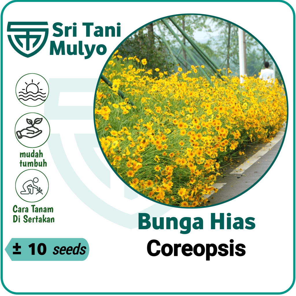 Jual 10 Benih Bunga Hias COREOPSIS FLOWER Seed Import - Sri Tani Mulyo ...