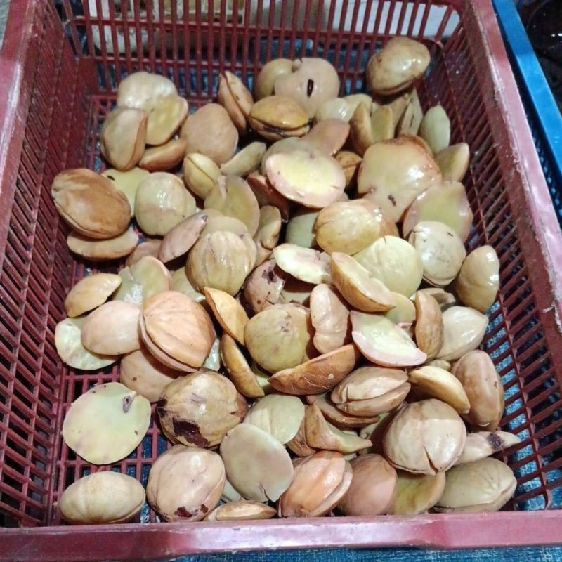 Jual Jengkol Rebus | Shopee Indonesia