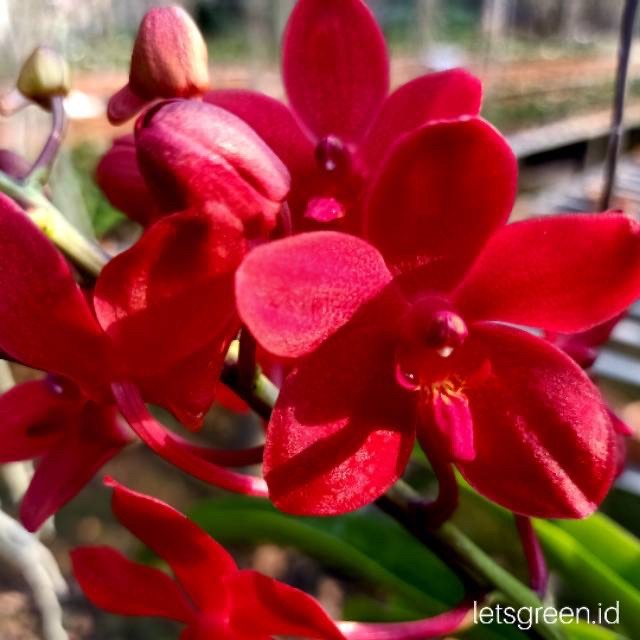 Jual (TERMURAH) Seedling anggrek Dendrobium super red - Bunga Hias ...
