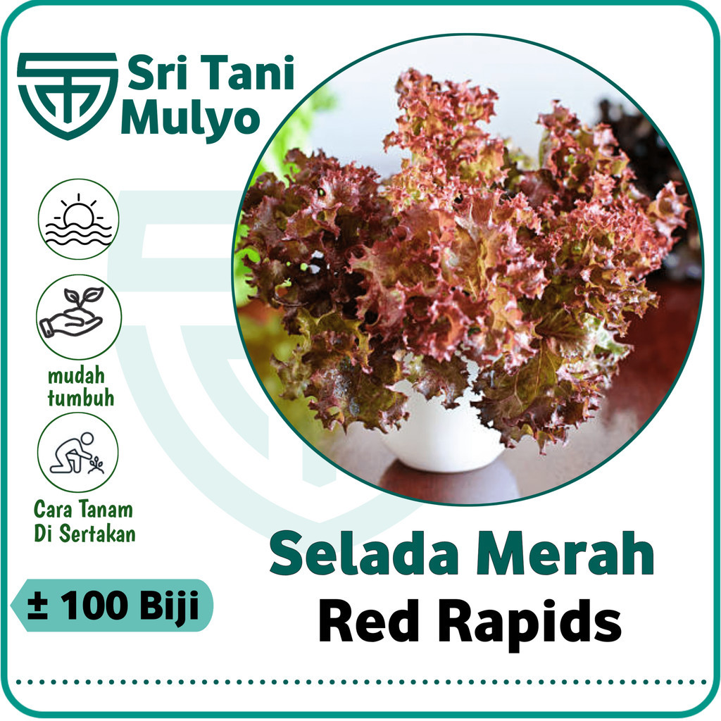 Jual 100 Biji - Benih Selada Merah RED RAPID F1 - Bibit Sayuran - Benih Sayuran | Shopee Indonesia