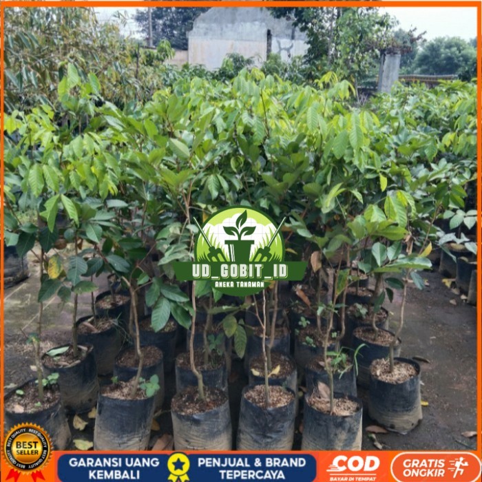 Jual Promo Bibit Rambutan Segala Jenis Tinggi 1 Meter Up Cepat Berbuah ...