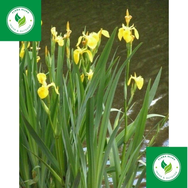 Jual ~ ( BISA COD ) Tanaman Hias Pagar iris Bunga Kuning - Bunga Hias ...