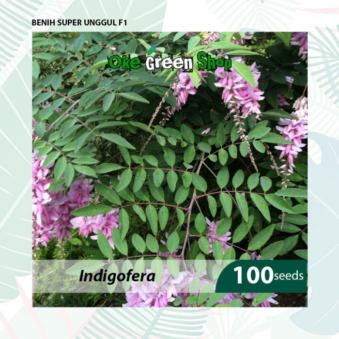 Jual Benih Seribuan - 100 Biji Benih Bibit Indigofera Unggul Pakan ...