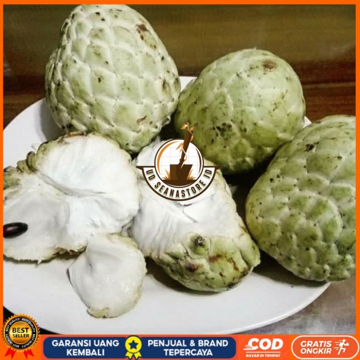 Jual Bibit Srikaya Mulwo Jumbo Super Bibit Tanaman Super Unggul UD ...