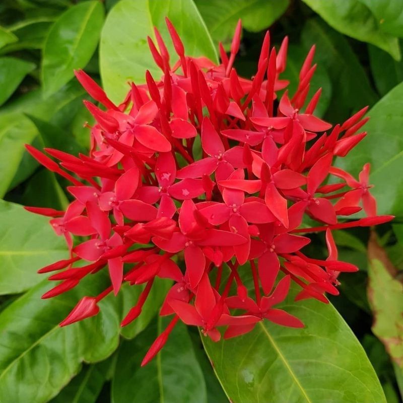 Jual Tanaman Hias Hidup Bunga Soka Merah - Bunga Asoka Merah - Bunga ...