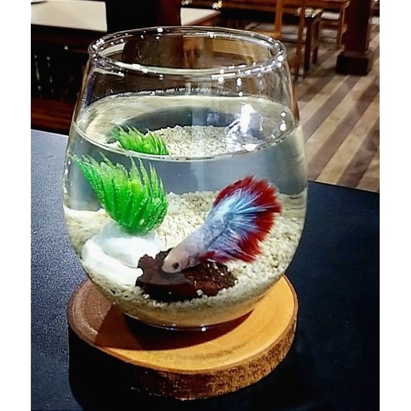Jual HEAVENLY SCRAFT - AQUARIUM MINI IKAN CUPANG / TANK BETTAFISH ...
