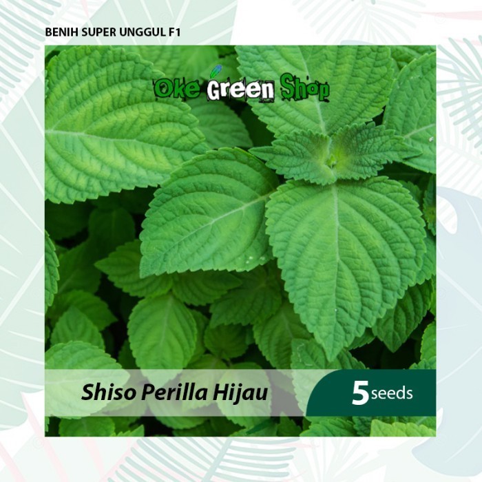 Jual Benih Seribuan - 5 Biji Benih Bibit Daun Shiso Perila Hijau Herb ...