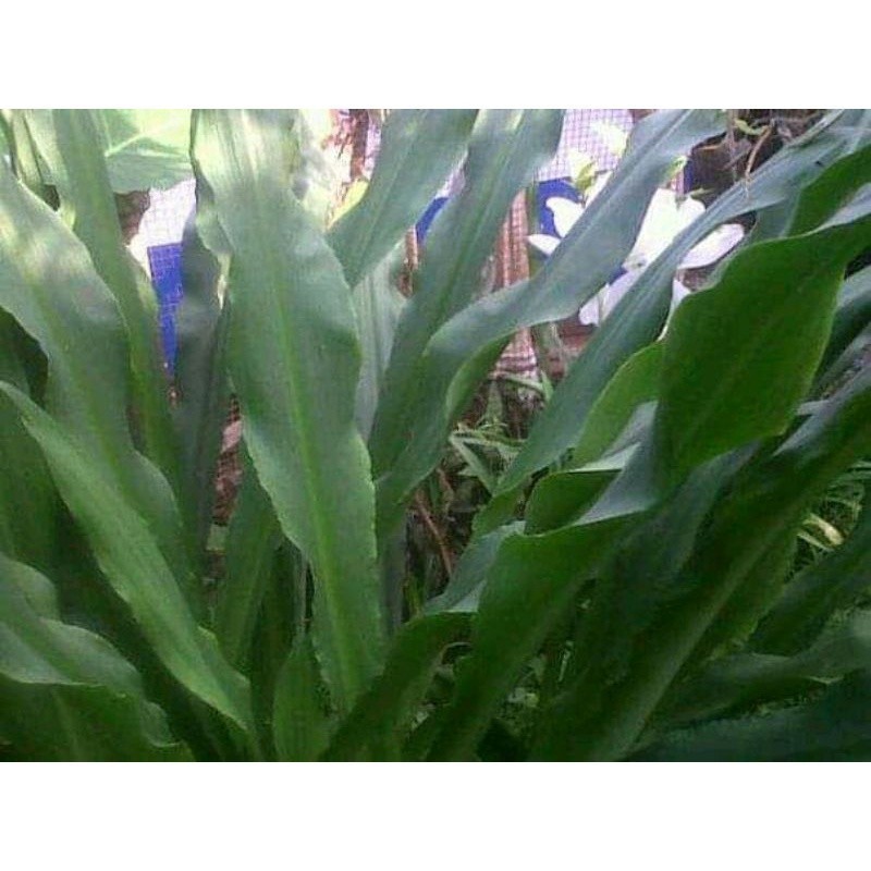 Jual Promo Daun bakung herbal banyak manfaat banyak khasiat kesehatan ...