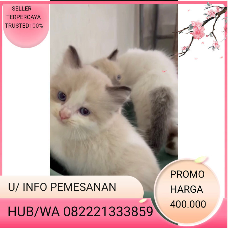 Jual kucing ragdoll ( persia, himalaya ) | Shopee Indonesia