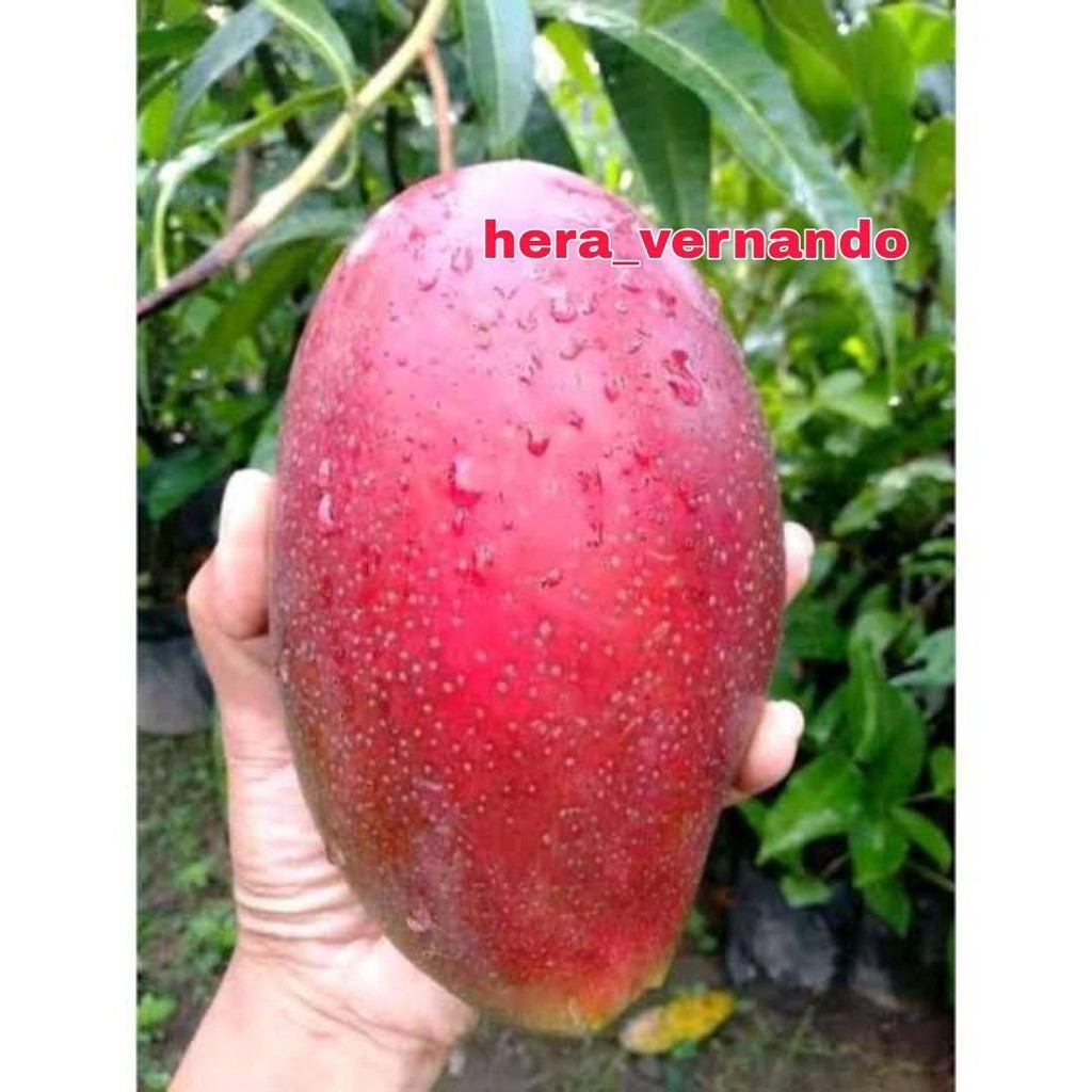 Jual Bibit Mangga Red Emperor Super | Shopee Indonesia