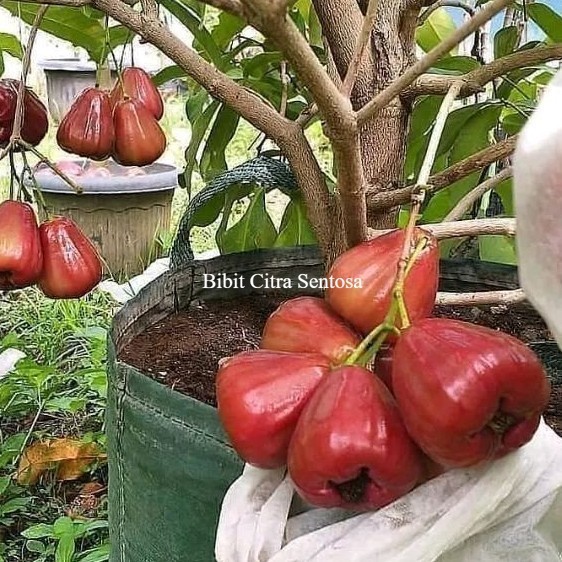 Jual Bibit tanaman jambu air dalhari cangkok siap berbuah | Shopee ...