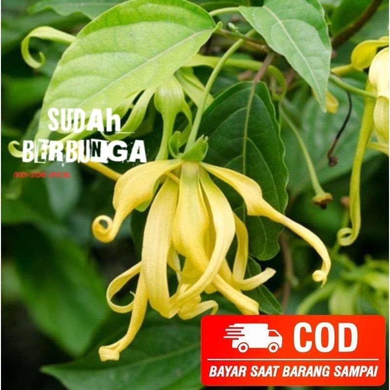 Jual SUDAH BERBUNGA Bibit Bunga Kenanga BUNGA TUMPUK Super Hasil ...