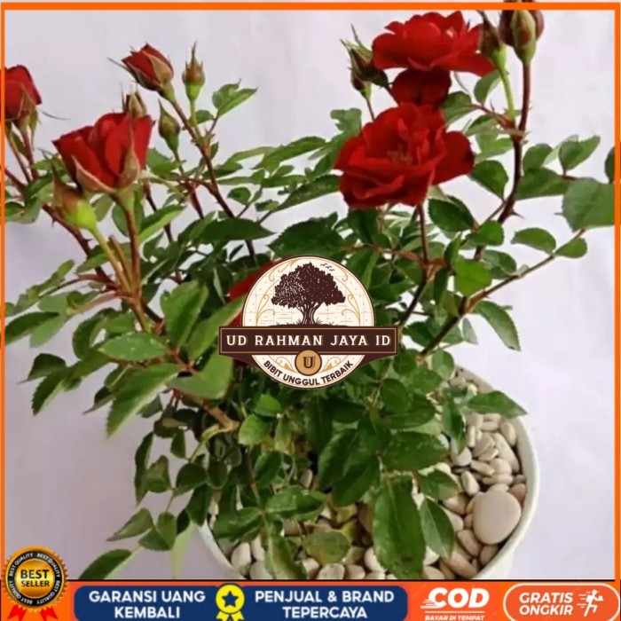 Jual Bibit Bunga Mawar Hias Merah Asli Bibit Tanaman Super Unggul UD ...
