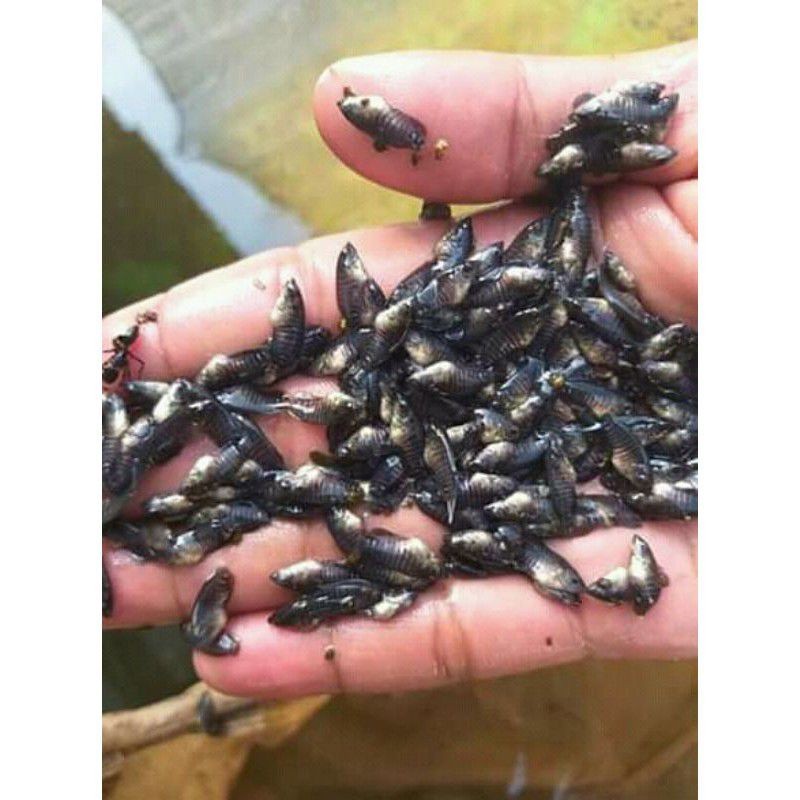 Jual paket bibit gurame soang 100/150/200 ekor size nguaci | Shopee ...