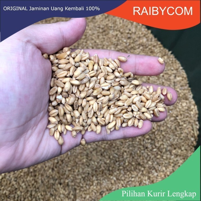 Jual BIJI GANDUM UTUH SANGRAI PAKAN BURUNG BERSIH WHOLE WHEAT 1KG ...