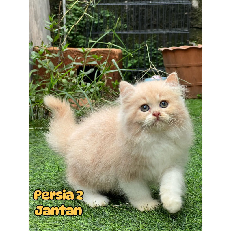 Jual Kucing Persia Anggora Himalaya Ragdoll Peaknose British shorthair ...